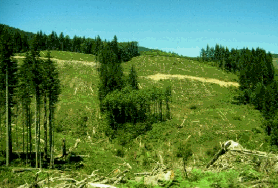 Silvicultural Pathways