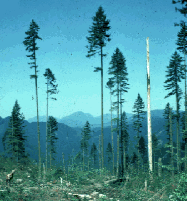 Silvicultural Pathways