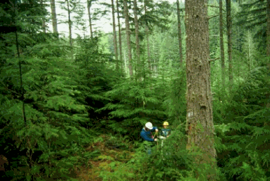 Silvicultural Pathways