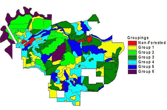 Pack Forest: Grouping